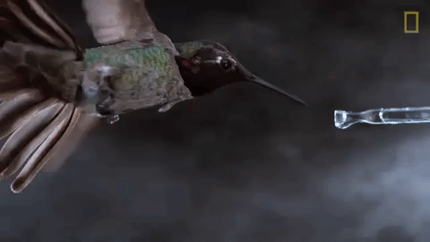 Slow Motion Hummingbird GIF by Nat Geo Wild - Find & Share on GIPHY