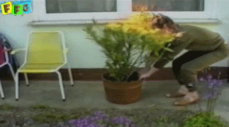 Flower Pot GIF - Find & Share on GIPHY