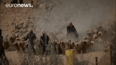 Sheep Fleeing GIF by euronews - Find & Share on GIPHY
