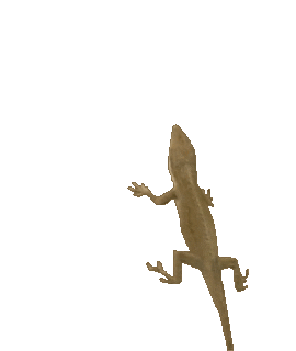 Lizard Sticker by mtvfearfactor for iOS & Android | GIPHY