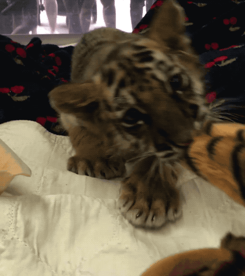 Happy Big Cat GIF by San Diego Zoo - Find & Share on GIPHY