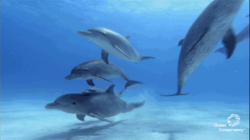 View topic - Sharks vs Dolphins - Chicken Smoothie
