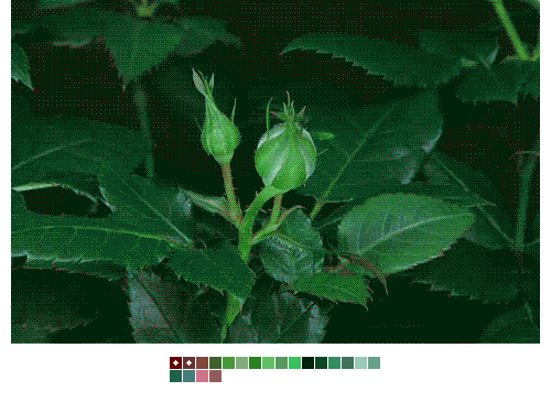 Colors Rose GIF - Find & Share on GIPHY