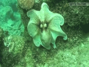 Camouflage Octopus Gif