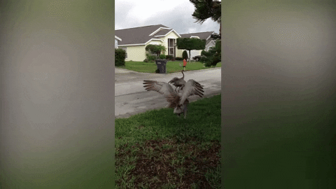 America's Funniest Home Videos GIF - Find & Share on GIPHY