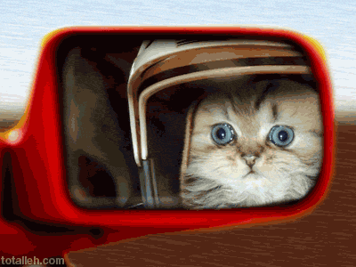 Cat Driving GIF - Find & Share on GIPHY