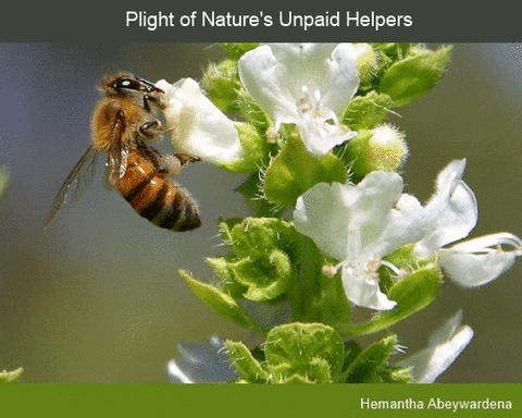 Bee GIF - Find & Share on GIPHY