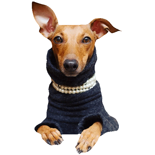Italian Greyhound Gif