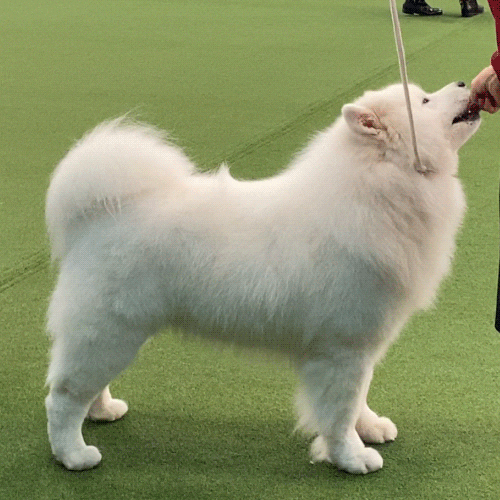 Dog Show GIF by Westminster Kennel Club - Find & Share on GIPHY