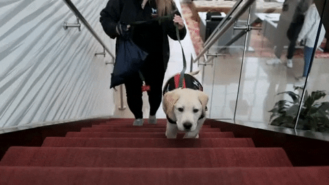 Dog Soccer GIF by Atlanta United - Find & Share on GIPHY
