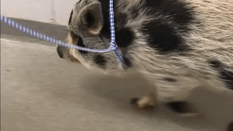 Walking Fast A Thousand Miles GIF by Nebraska Humane Society - Find ...