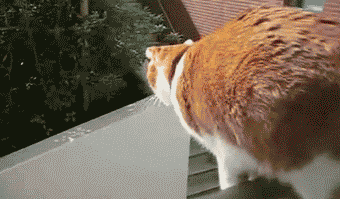 Cat Jumping GIF by Cheezburger - Find & Share on GIPHY