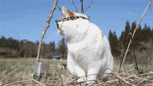 Cat GIF - Find & Share on GIPHY