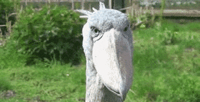 Shoebills GIFs - Find & Share on GIPHY