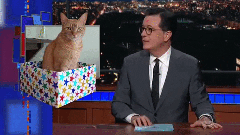 Stephen Colbert Cats GIF by The Late Show With Stephen Colbert - Find ...