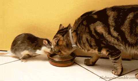 Cat Vs Rat GIFs - Find & Share on GIPHY