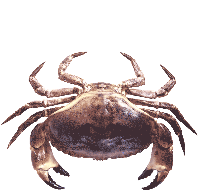 Eye Crab Sticker by Alena Geyzer for iOS & Android | GIPHY