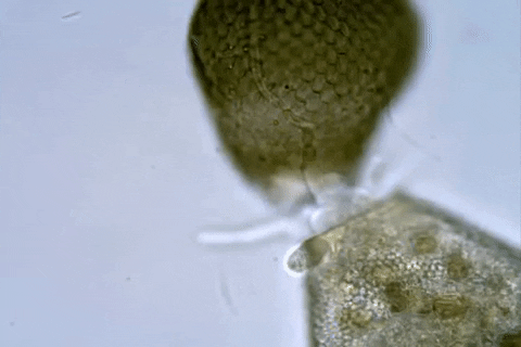 Biology Protists Gif By Diversify Science Gif - Find & Share on GIPHY