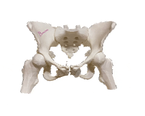 Pelvis GIF by Bmom - Find & Share on GIPHY