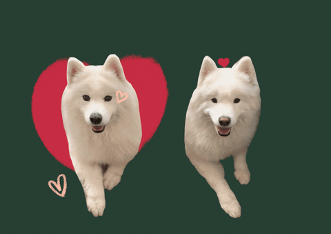 Dog Love GIF - Find & Share on GIPHY