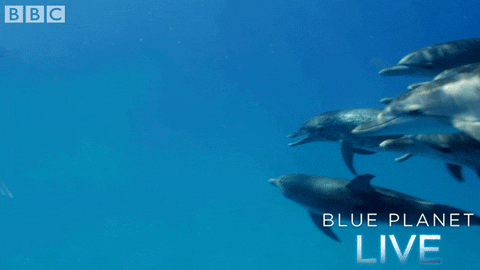 Bbc One Oceans GIF by BBC - Find & Share on GIPHY