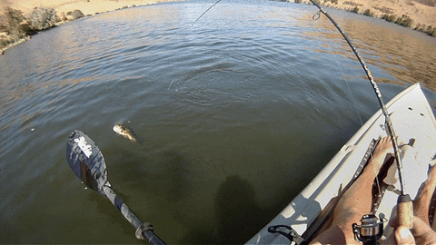 Bass GIF - Find & Share on GIPHY