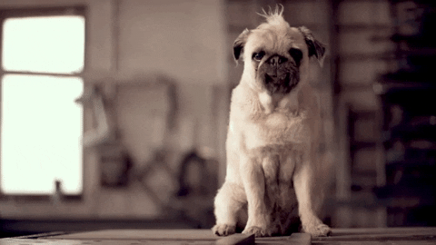 Dog Wink GIF by ifm_electronic - Find & Share on GIPHY