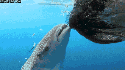 Fish Whale GIF by Cheezburger - Find & Share on GIPHY