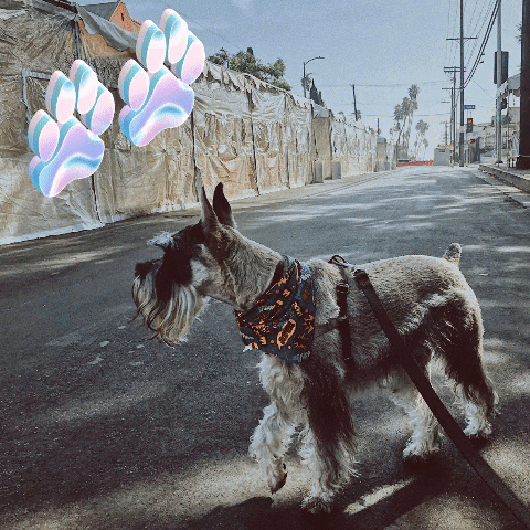 Los Angeles Dogs GIF by Super Chill Paws - Find & Share on GIPHY
