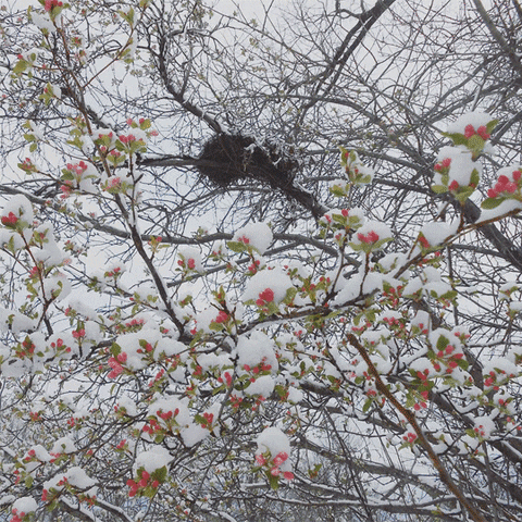 Snow Flowers GIF by Trevor Anderson - Find & Share on GIPHY