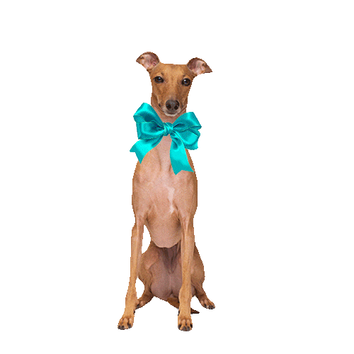 Italian Greyhound Dog Sticker for iOS & Android | GIPHY