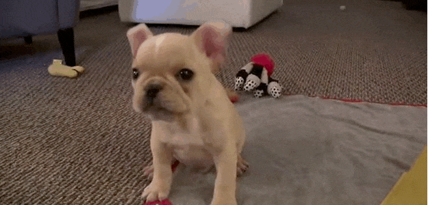 French Bulldog GIF - Find & Share on GIPHY