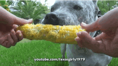 Corn GIF - Find & Share on GIPHY