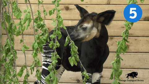 Baby Animal GIF by Brookfield Zoo - Find & Share on GIPHY