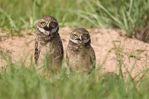 Owl GIF - Find & Share on GIPHY