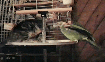Scared Bird GIFs - Find & Share on GIPHY