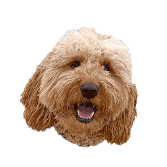 Happy Golden Doodle Sticker by ripleyandrue for iOS & Android | GIPHY
