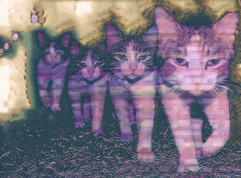 Acid Cat Gif