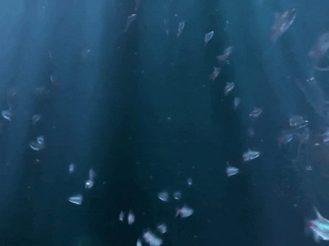 The Salmon Dance GIF by The Chemical Brothers - Find & Share on GIPHY