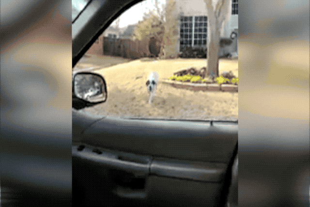 Good Boy Breaks Internet (And Car Seat) With Epic Leap Through Open ...