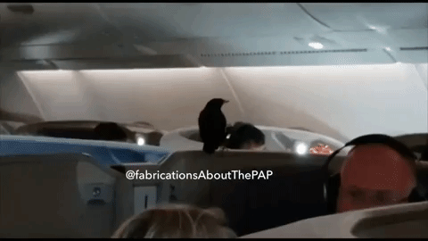 Mynah boarded business class cabin on SQ322 flight to London ...