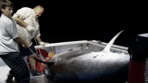 Wicked Tuna GIF by National Geographic Channel - Find & Share on GIPHY