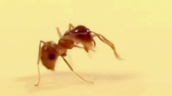 Ants GIF - Find & Share on GIPHY