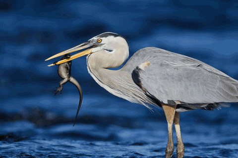 Great Blue Heron GIFs - Get the best GIF on GIPHY