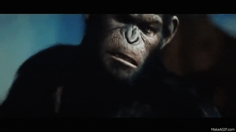 Caesar GIF - Find & Share on GIPHY