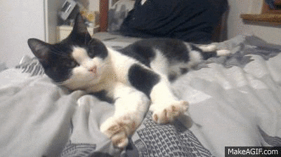Cat Yawning GIF - Find & Share on GIPHY
