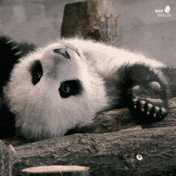 Tired Panda GIF by Zoo Berlin - Find & Share on GIPHY