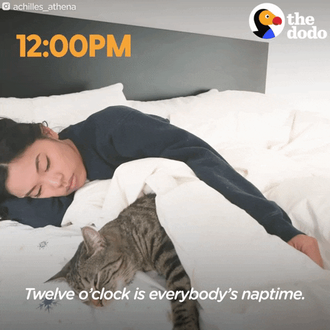 Cat GIF by The Dodo - Find & Share on GIPHY