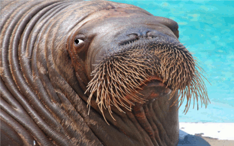 Walrus GIF - Find & Share on GIPHY
