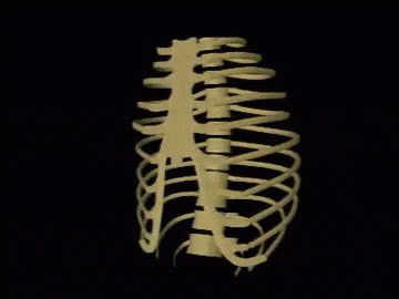 Breathing Ribs GIF - Find & Share on GIPHY